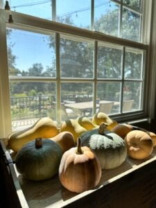 When to Harvest Butternut Squash or Pumpkins (How to Cure and Store ...