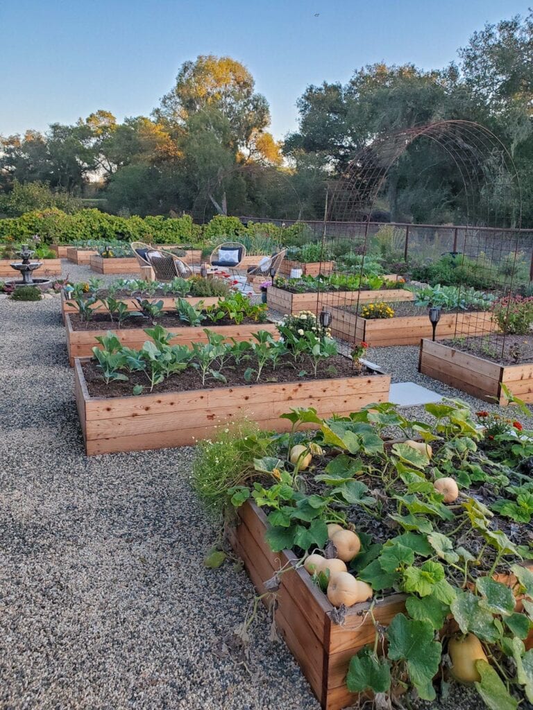 When to Harvest Butternut Squash or Pumpkins (How to Cure and Store ...