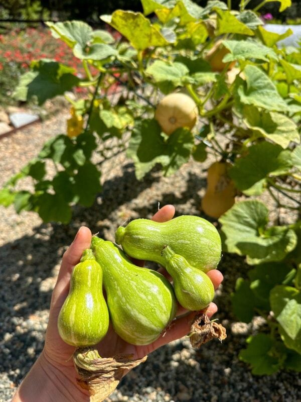 When to Harvest Butternut Squash or Pumpkins (How to Cure and Store ...