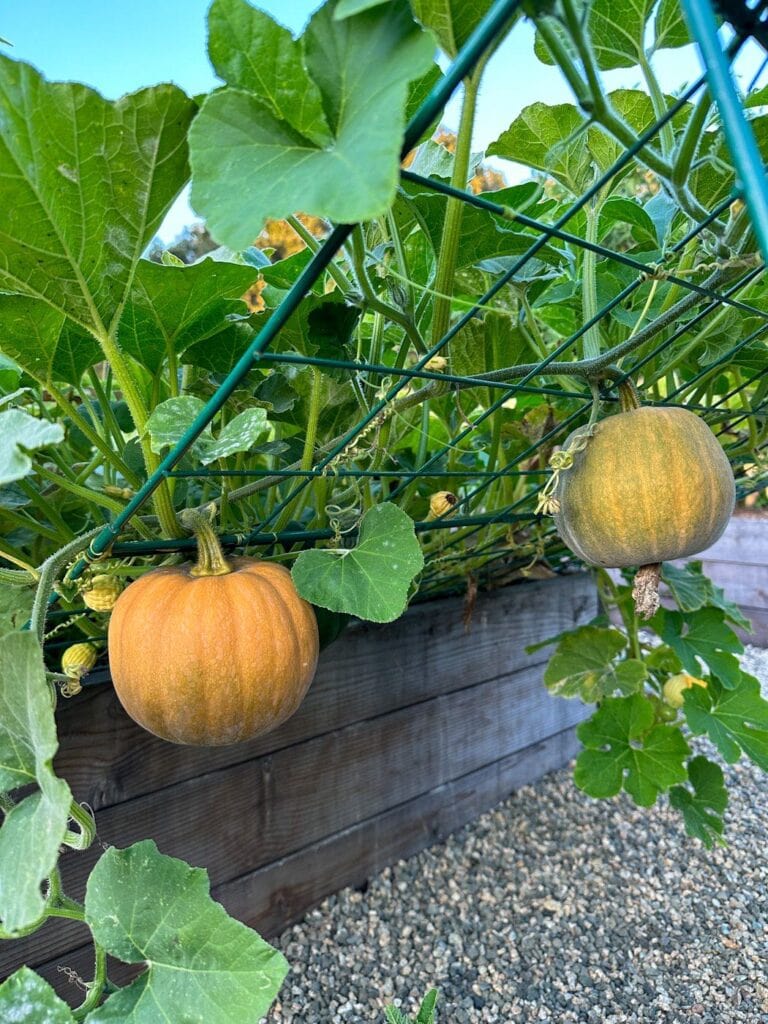 When to Harvest Butternut Squash or Pumpkins (How to Cure and Store ...