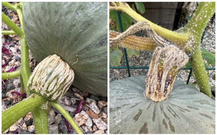 When to Harvest Butternut Squash or Pumpkins (How to Cure and Store ...