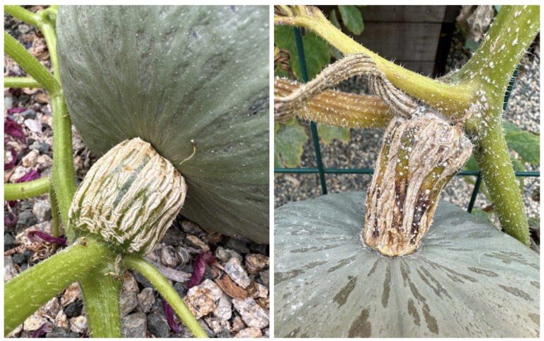 When to Harvest Butternut Squash or Pumpkins (How to Cure and Store ...