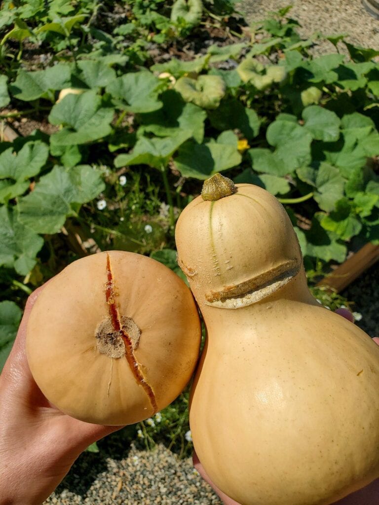 When to Harvest Butternut Squash or Pumpkins (How to Cure and Store ...