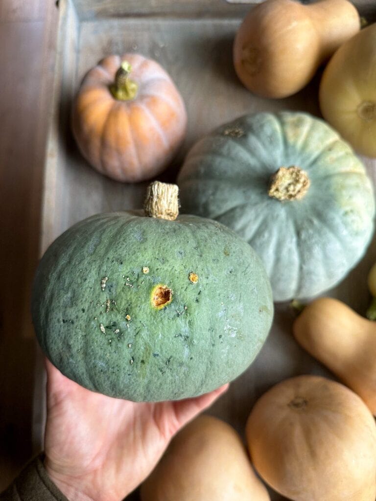 When to Harvest Butternut Squash or Pumpkins (How to Cure and Store ...