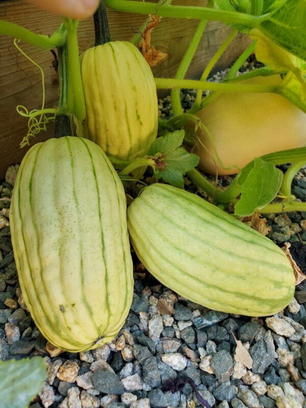 When to Harvest Butternut Squash or Pumpkins (How to Cure and Store ...