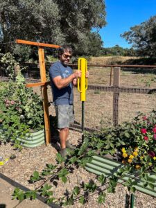 DIY Berry Trellis: How to Build a Wire Raspberry or Blackberry Trellis ...