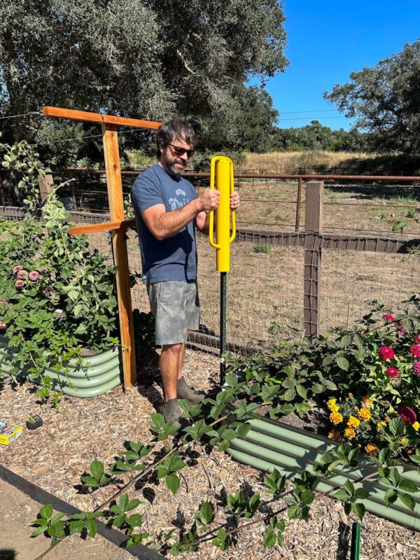 DIY Berry Trellis: How to Build a Wire Raspberry or Blackberry Trellis ...