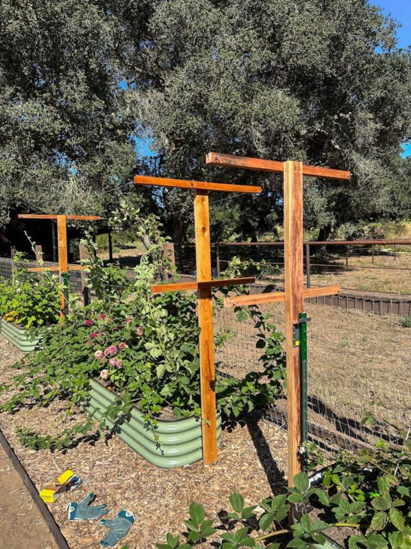 DIY Berry Trellis: How to Build a Wire Raspberry or Blackberry Trellis (Video) ~ Homestead and Chill