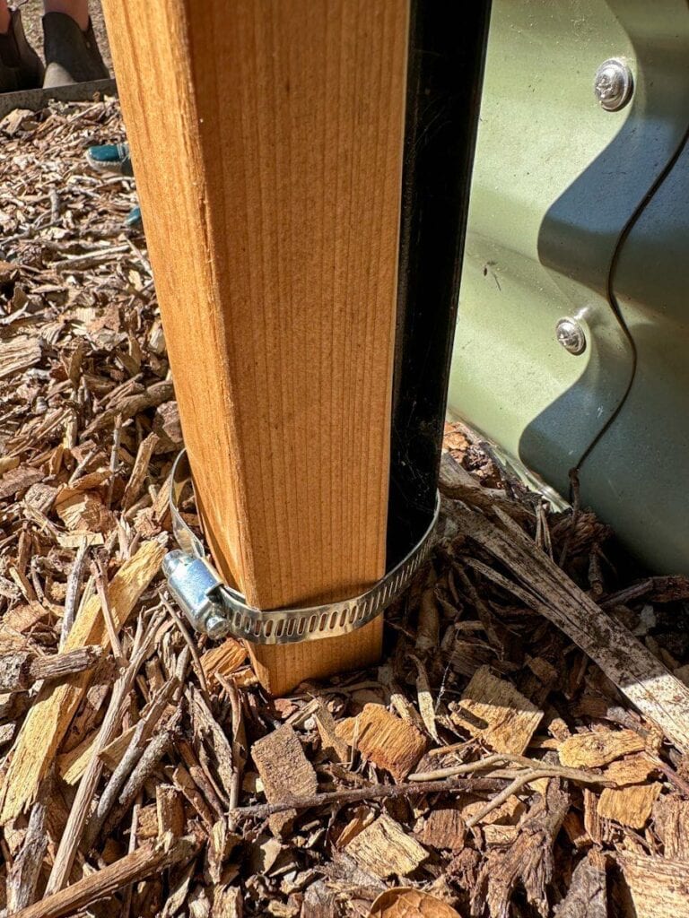 DIY Berry Trellis: How to Build a Wire Raspberry or Blackberry Trellis ...