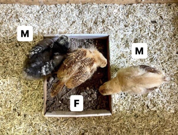 Male or Female Chicks? 5 Ways to Tell the Difference (with photos ...