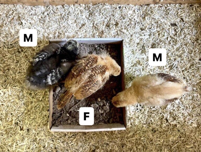 Male or Female Chicks? 5 Ways to Tell the Difference ~ Homestead and Chill