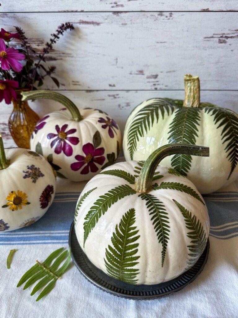 How to Make Pressed Flower Pumpkins: No-Carve Pumpkin Decorating Idea ~ Homestead and Chill