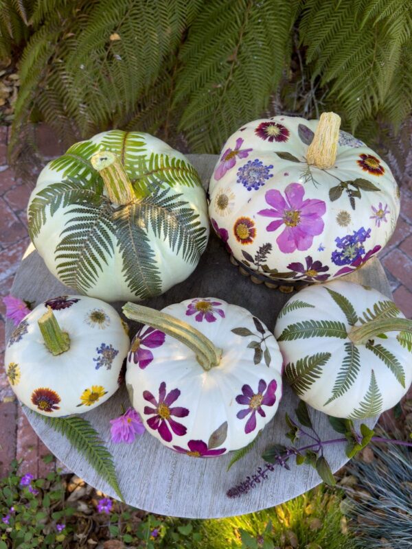 How to Make Pressed Flower Pumpkins: No-Carve Pumpkin Decorating Idea ~ Homestead and Chill