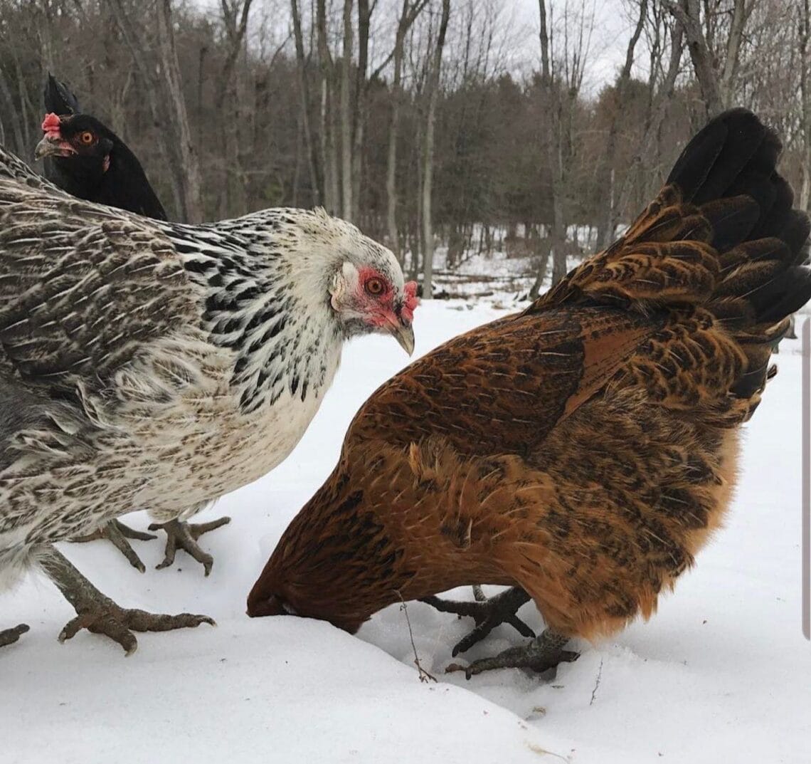 10 Tips on Caring for Chickens in Cold Winter Weather ~ Homestead and Chill