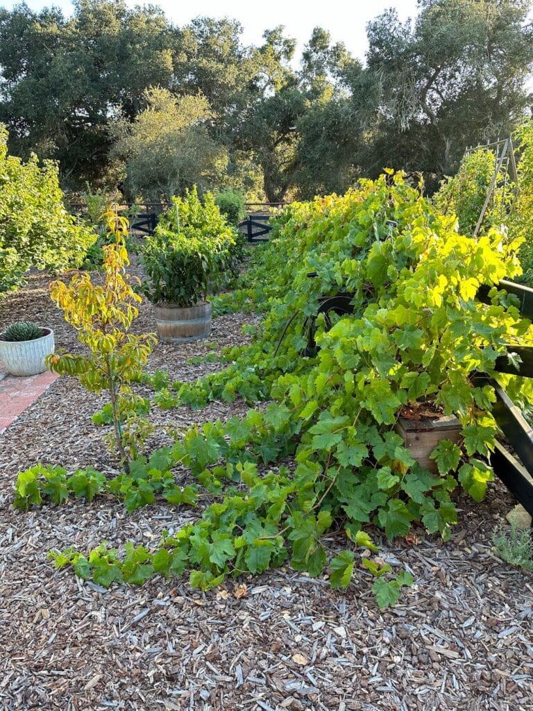 How to Make a DIY Grapevine Wreath (or Other Vines) + Decorating Ideas ...