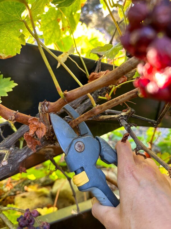 How to Make a DIY Grapevine Wreath (or Other Vines) + Decorating Ideas ...