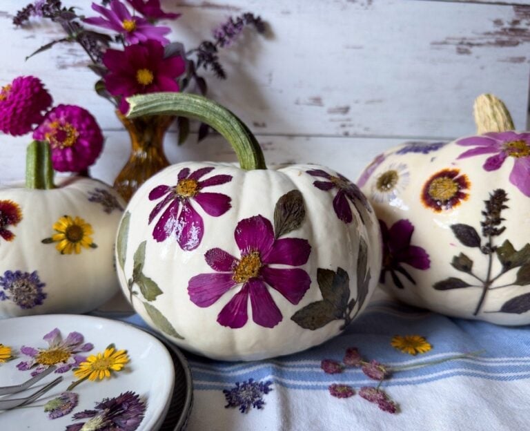 How to Make Pressed Flower Pumpkins: No-Carve Pumpkin Decorating Idea ~ Homestead and Chill