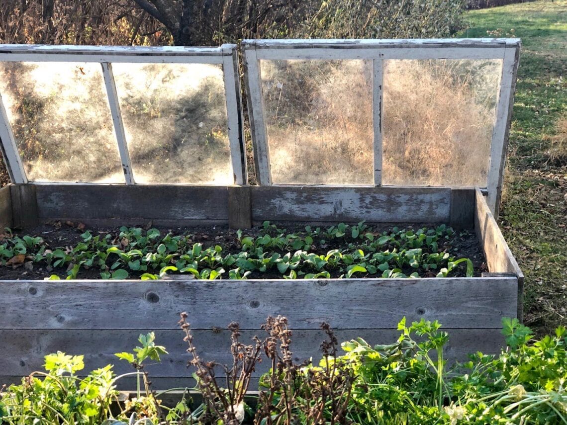 7 Ways to Protect Garden Plants From Frost: Covers, Mulch, and More ...