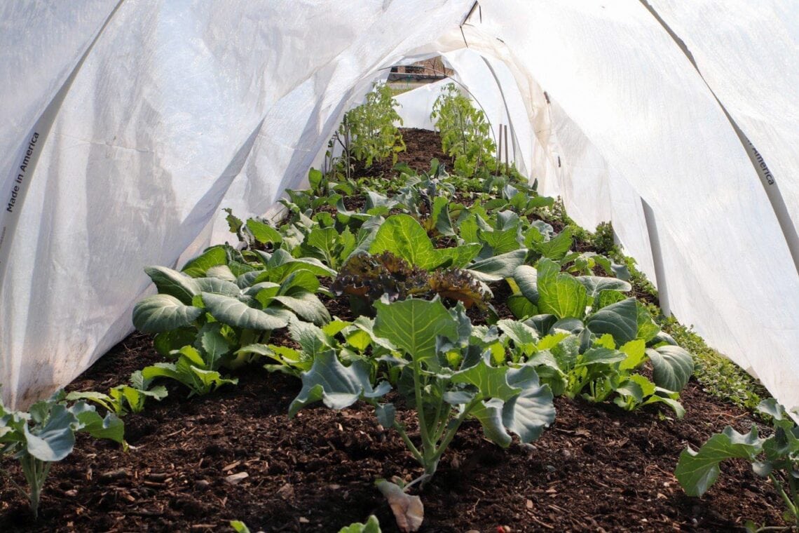 7 Ways to Protect Garden Plants From Frost: Covers, Mulch, and More ...