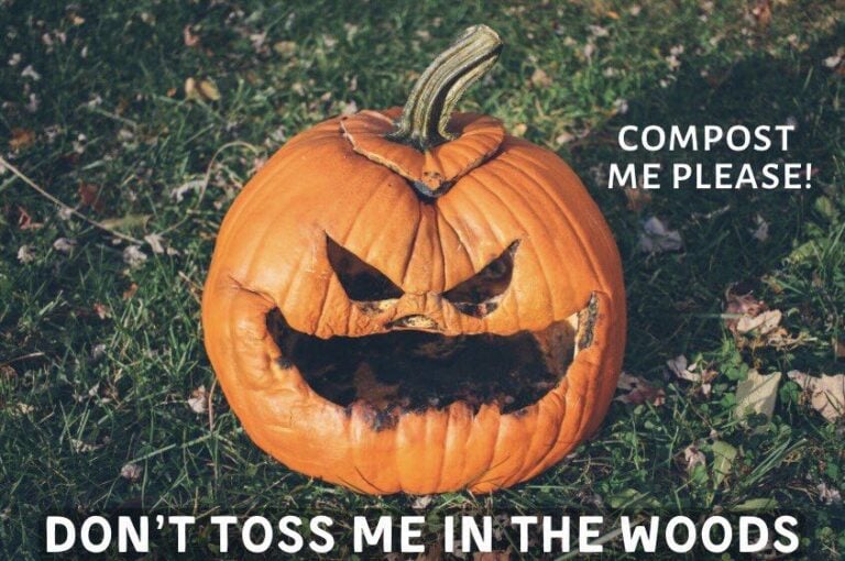 9 Sustainable Ways to Use or Dispose Of Pumpkins After Halloween ...