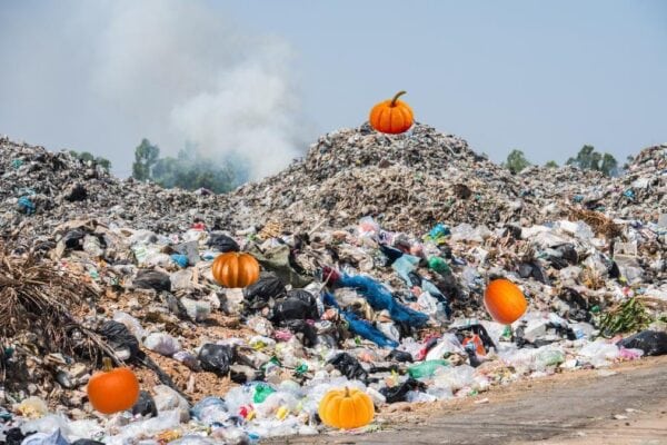 9 Sustainable Ways to Use or Dispose Of Pumpkins After Halloween ...
