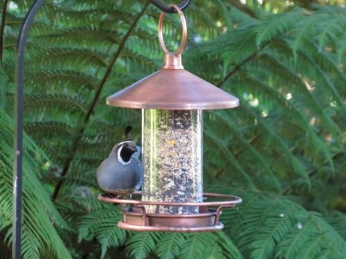 Birding Gift Guide: 20+ Best Gift Ideas for Bird Lovers ~ Homestead and ...