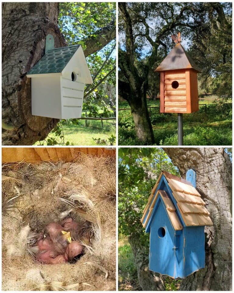 Birding Gift Guide: 20+ Best Gift Ideas for Bird Lovers ~ Homestead and ...