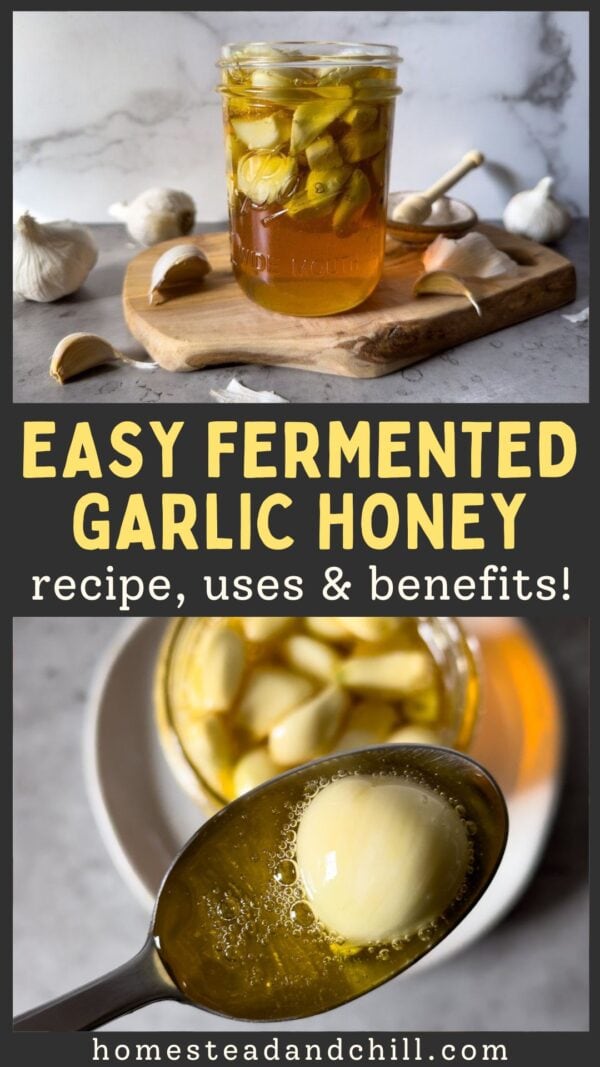 Easy Fermented Garlic Honey Recipe + Benefits and Uses ~ Homestead and Chill