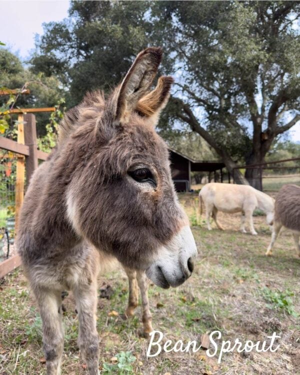 Why We Adopted Miniature Donkeys: Fun Facts, Our Herd & More ...