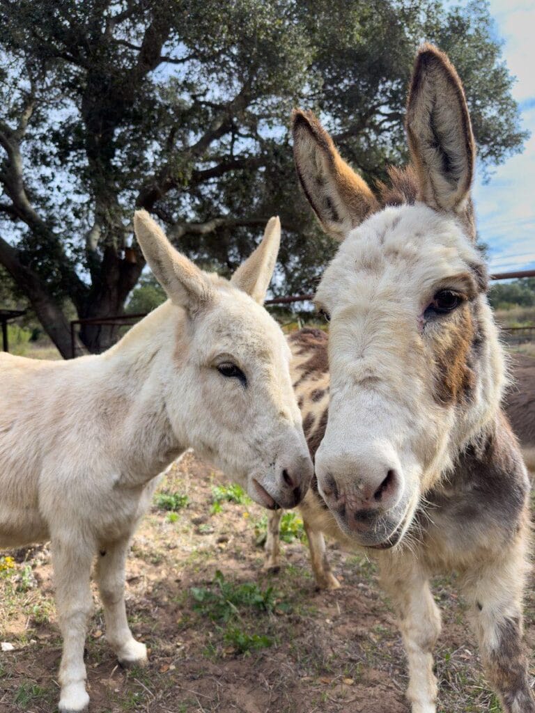 Why We Adopted Miniature Donkeys: Fun Facts, Our Herd & More ...