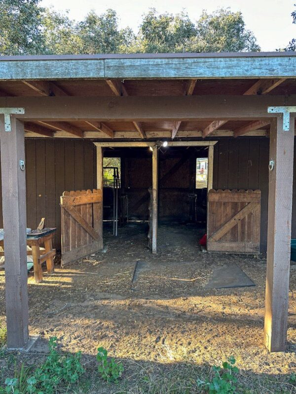 Why We Adopted Miniature Donkeys: Fun Facts, Our Herd & More ...