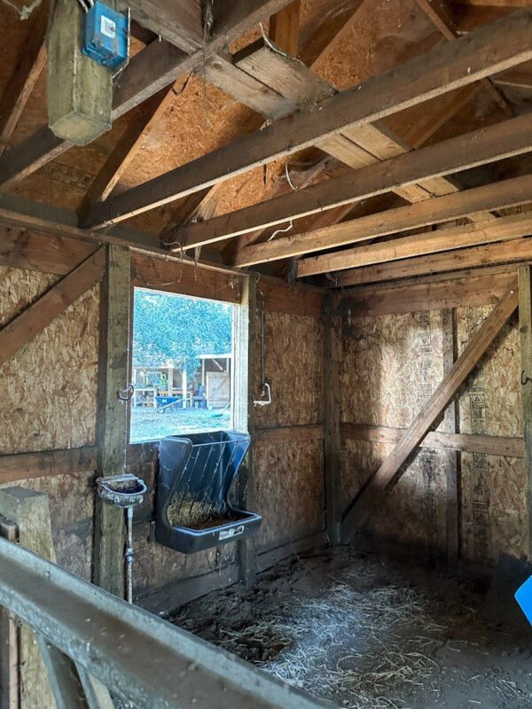 Why We Adopted Miniature Donkeys: Fun Facts, Our Herd & More ...