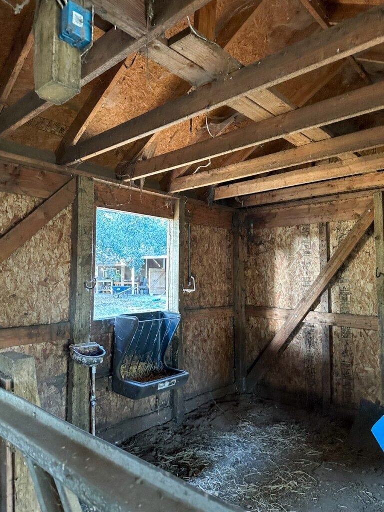 Why We Adopted Miniature Donkeys: Fun Facts, Our Herd & More ...