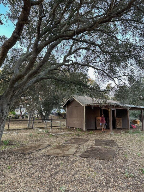 Why We Adopted Miniature Donkeys: Fun Facts, Our Herd & More ...