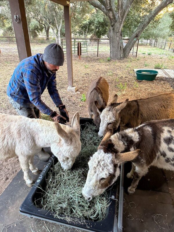Why We Adopted Miniature Donkeys: Fun Facts, Our Herd & More ...