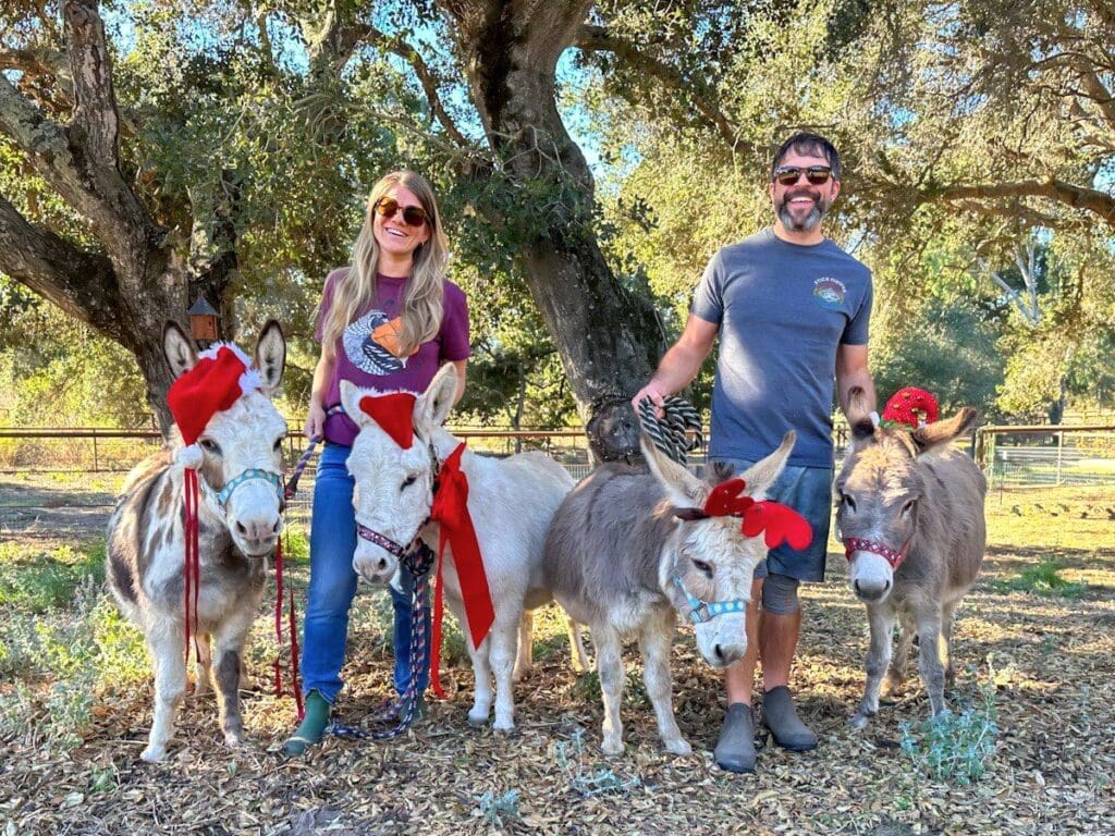 Why We Adopted Miniature Donkeys: Fun Facts, Our Herd & More ...