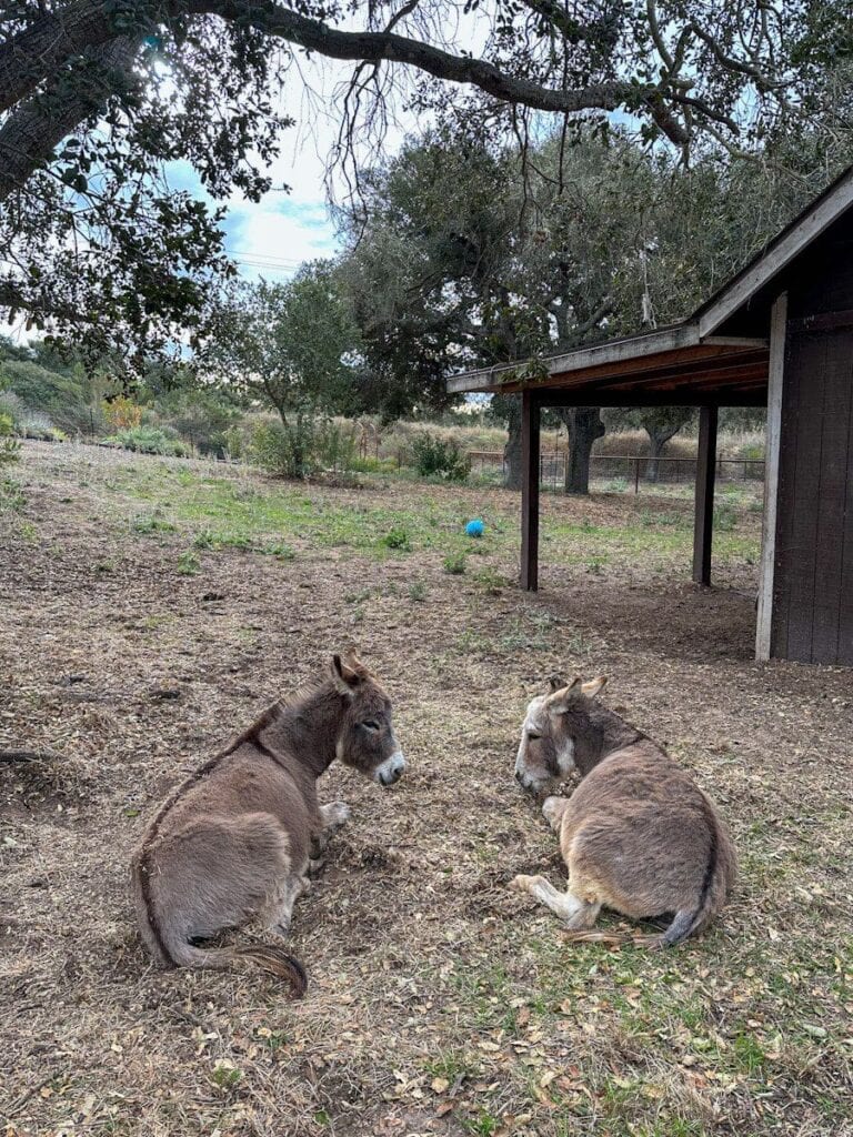 Why We Adopted Miniature Donkeys: Fun Facts, Our Herd & More ...
