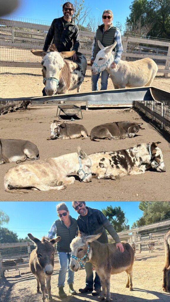 Why We Adopted Miniature Donkeys: Fun Facts, Our Herd & More ...