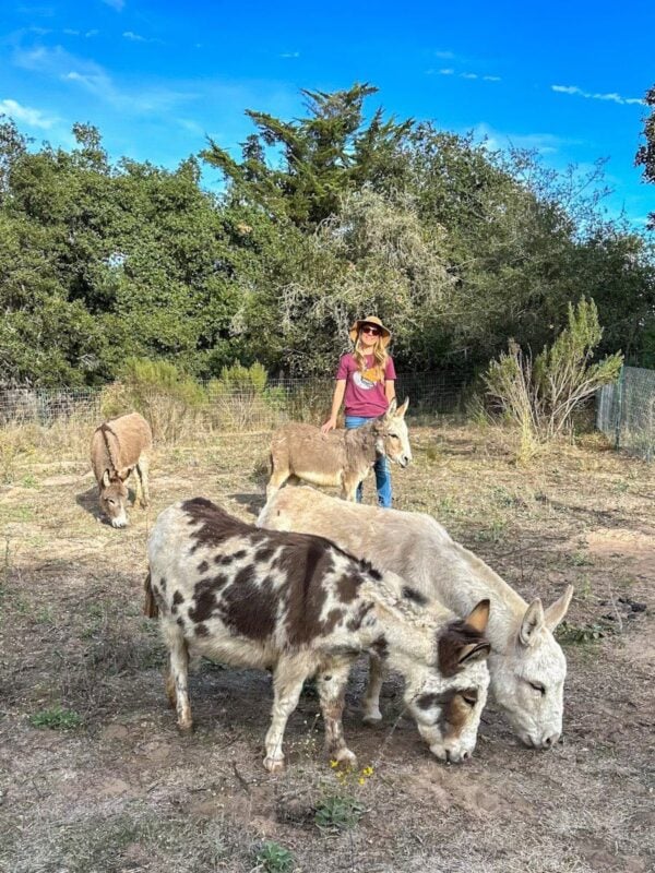 Why We Adopted Miniature Donkeys: Fun Facts, Our Herd & More ...