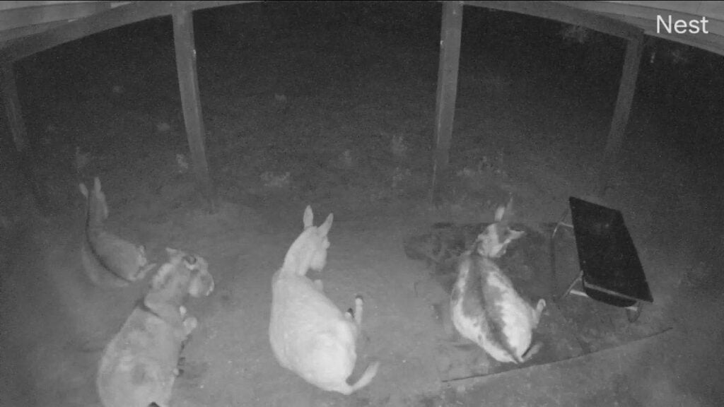 Caring for Mini Donkeys: 13 Important Things Beginners Should Know ...