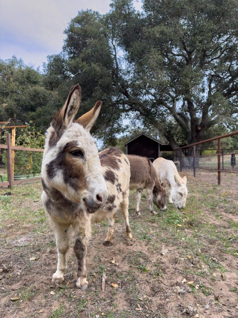 Why We Adopted Miniature Donkeys: Fun Facts, Our Herd & More ...