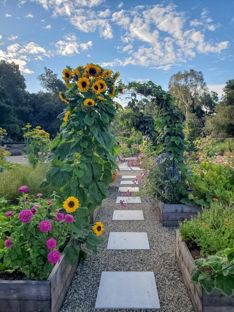 Best Summer Garden Vegetables and Flower Varieties to Grow ~ Homestead ...