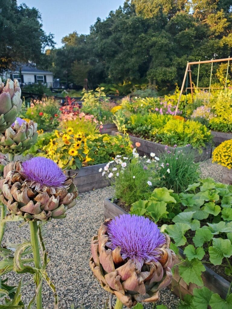 Best Summer Garden Vegetables and Flower Varieties to Grow ~ Homestead ...