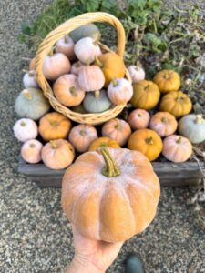 Best Summer Garden Vegetables and Flower Varieties to Grow ~ Homestead ...