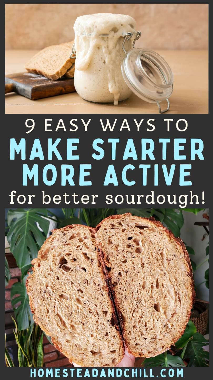 Sourdough Starter Not Rising? 9 Ways to Strengthen Starter ~ Homestead ...