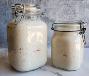 Sourdough Starter Not Rising? 9 Ways to Strengthen Starter ~ Homestead ...