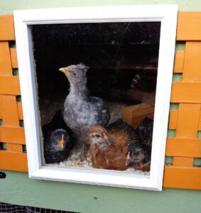 How to Set Up a Chick Brooder: Temperature Chart and Supplies ...