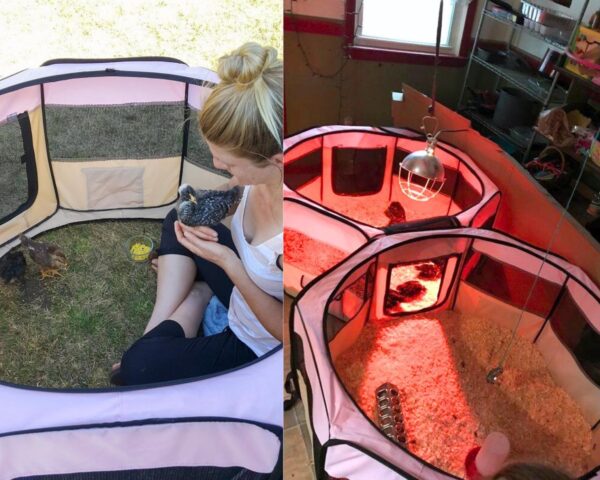 How to Set Up a Chick Brooder: Temperature Chart and Supplies ...