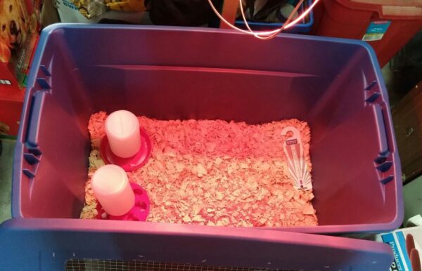 How to Set Up a Chick Brooder: Temperature Chart and Supplies ...