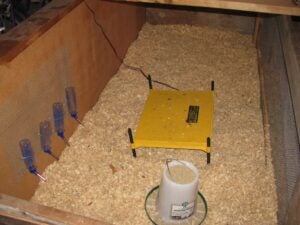 How to Set Up a Chick Brooder: Temperature Chart and Supplies ...